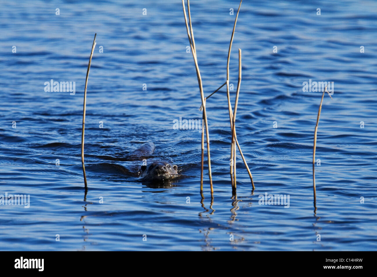 Decoy lake hi-res stock photography and images - Alamy