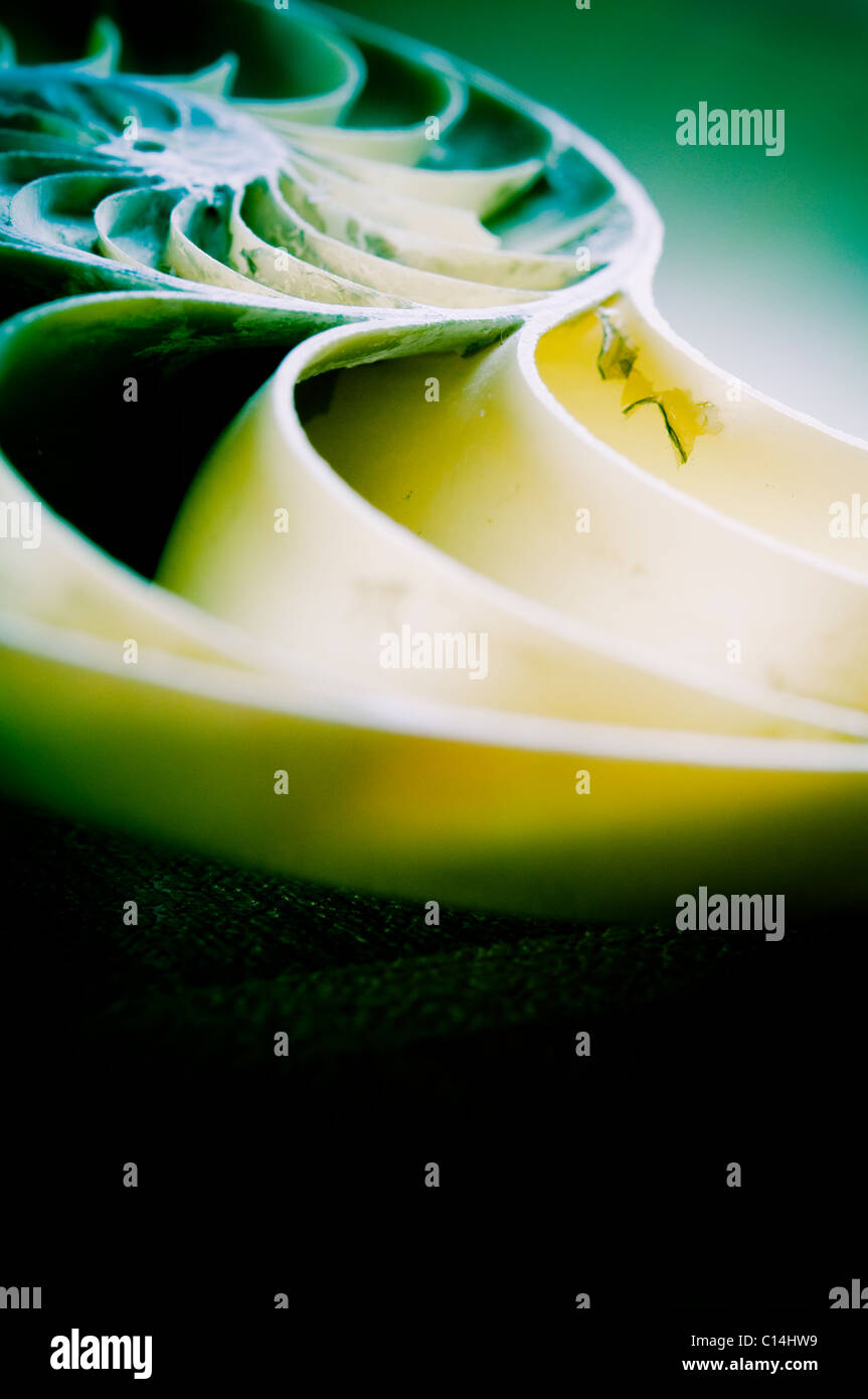 Nautilidae hi-res stock photography and images - Alamy