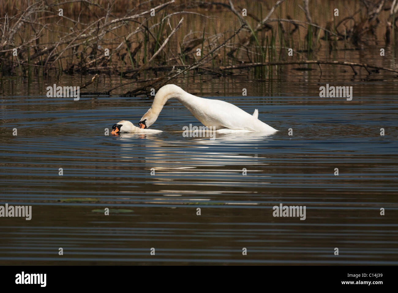 A pair of mute swans during mating Stock Photo - Alamy