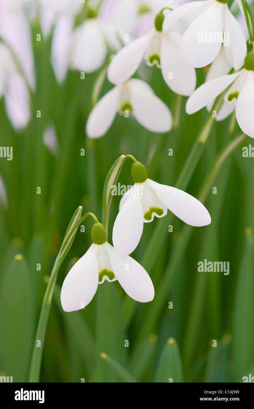 Snowdrops bloom uk hi-res stock photography and images - Alamy
