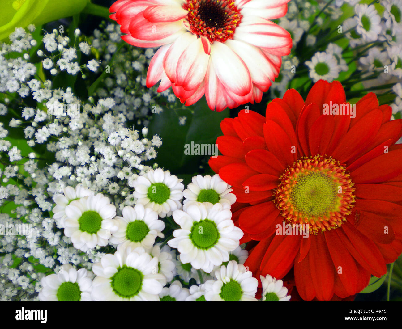 spring flowers colored in yellow, blue and red Stock Photo - Alamy