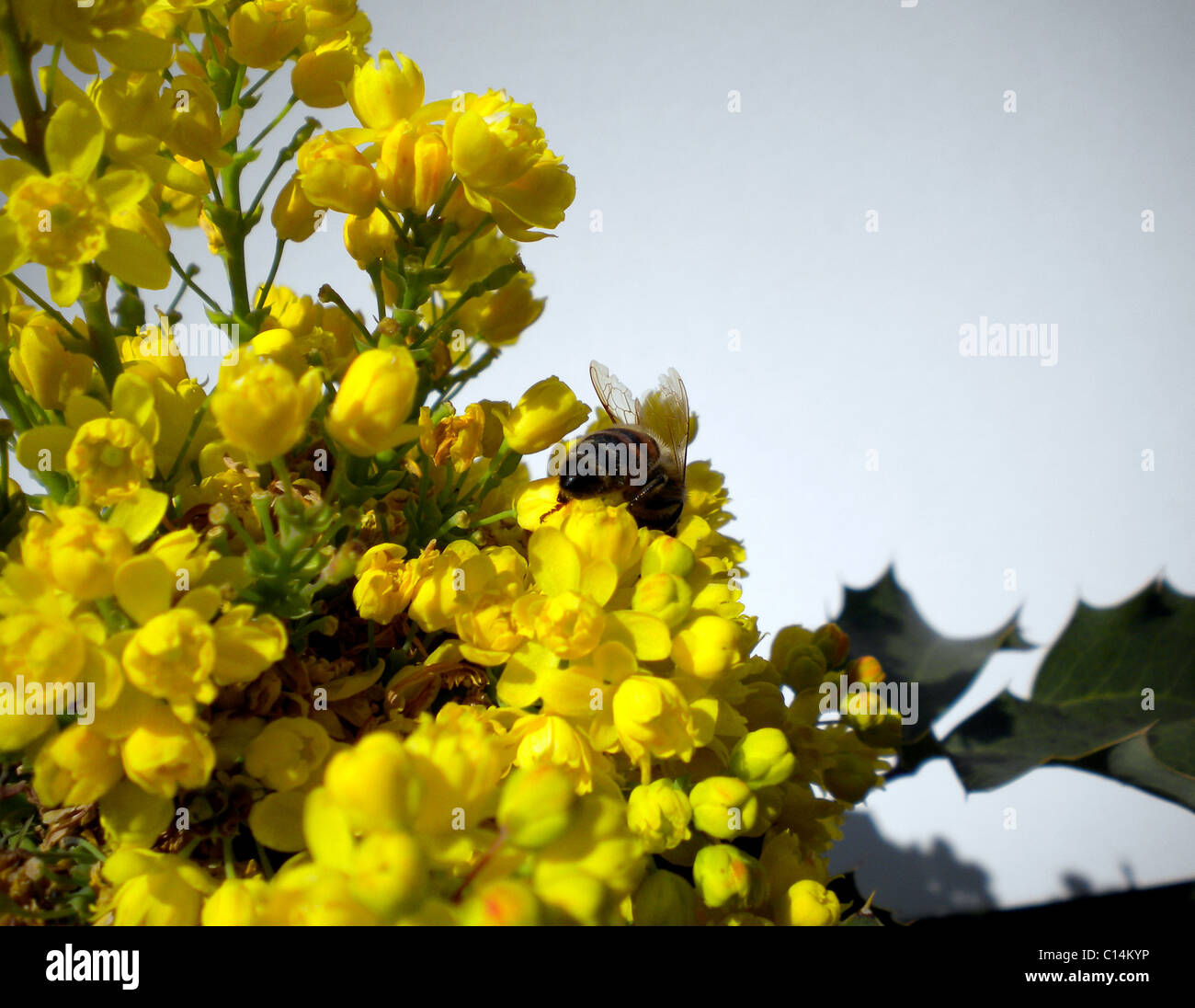 spring flowers colored in yellow, blue and red Stock Photo - Alamy