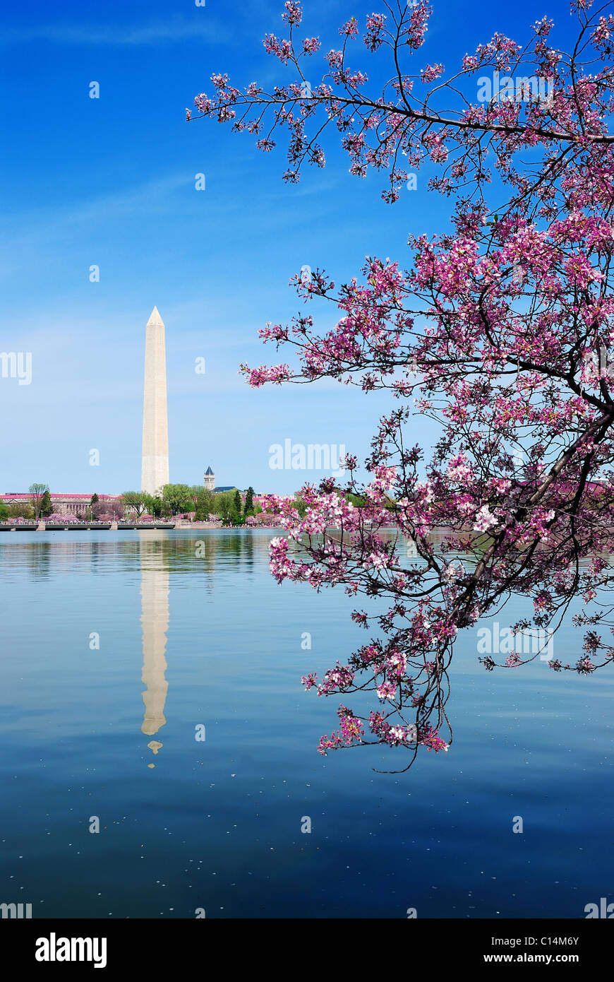 Cherry blossom Festival and Washington monument over lake, Washington ...