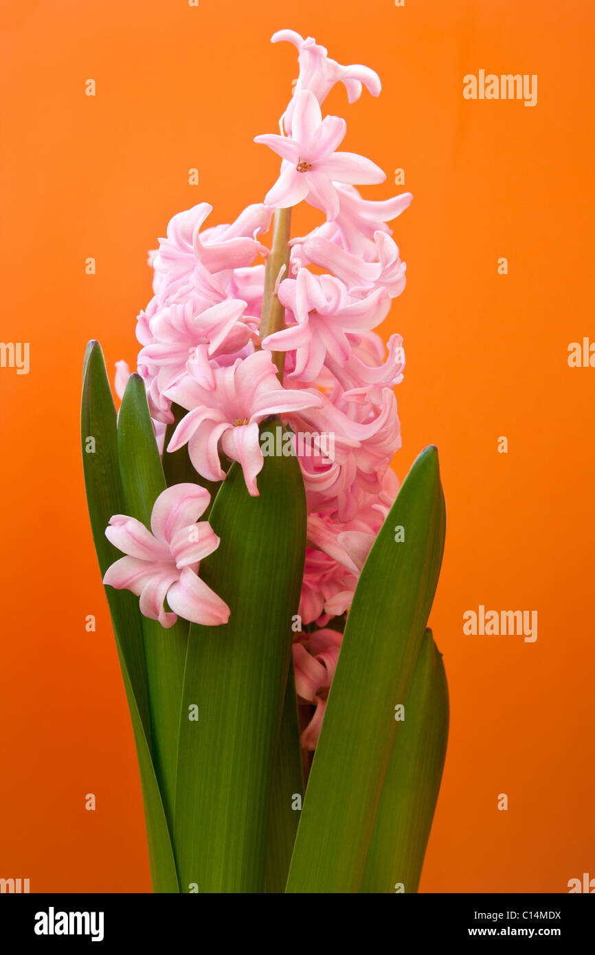 Orange hyacinth hi-res stock photography and images - Alamy