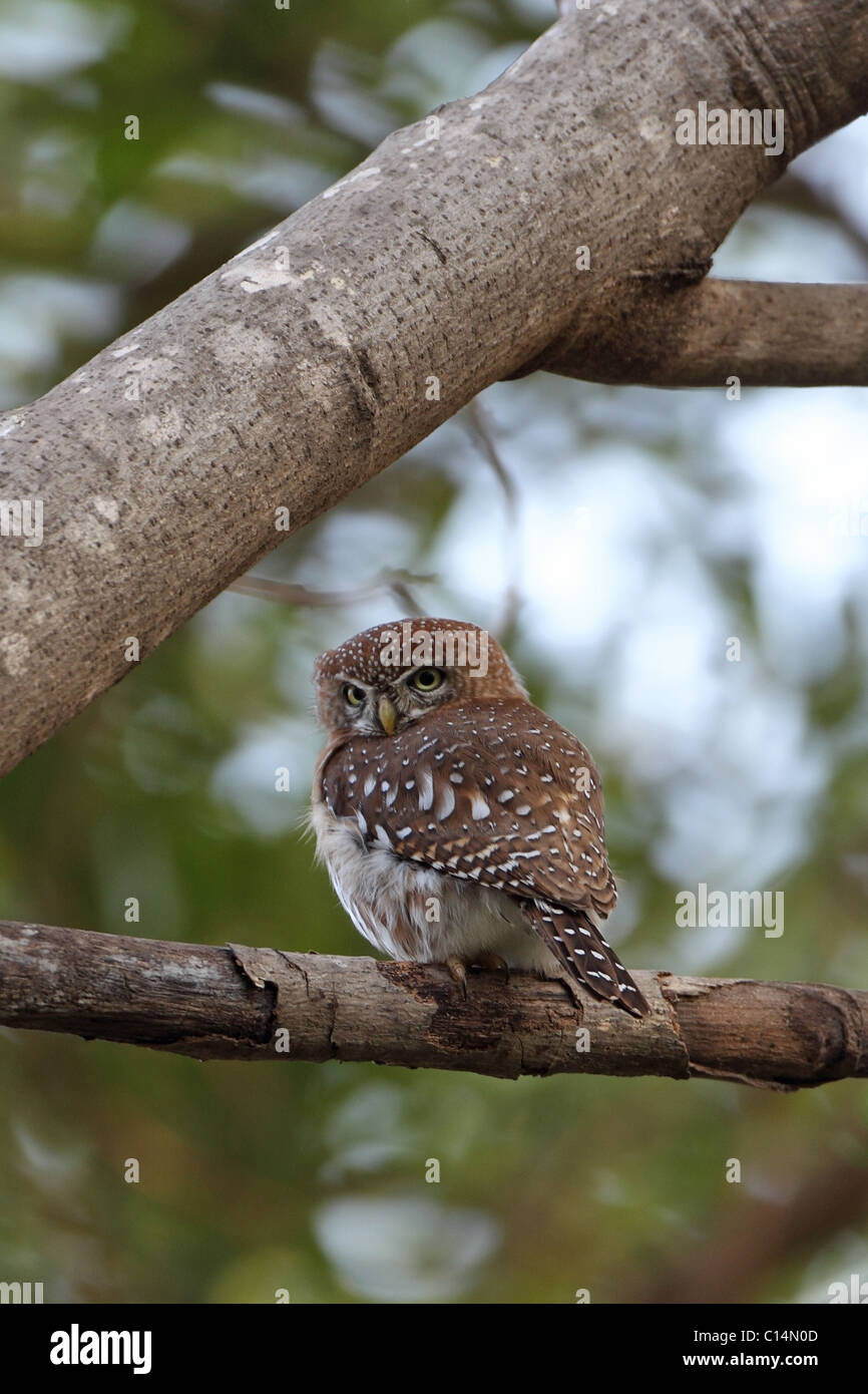 Pearl-spotted Owlet (Glaucidium perlatum Stock Photo - Alamy
