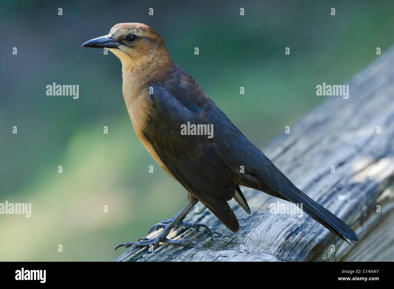 Close up of a Boat-tailed Grackle (Quiscalus major Stock Photo - Alamy
