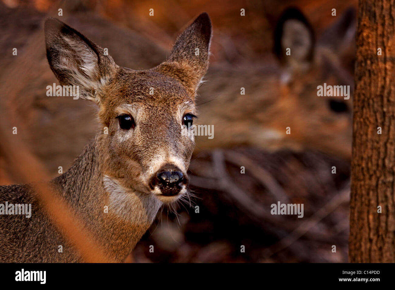 White-tailed Deer at Dawn Stock Photo - Alamy