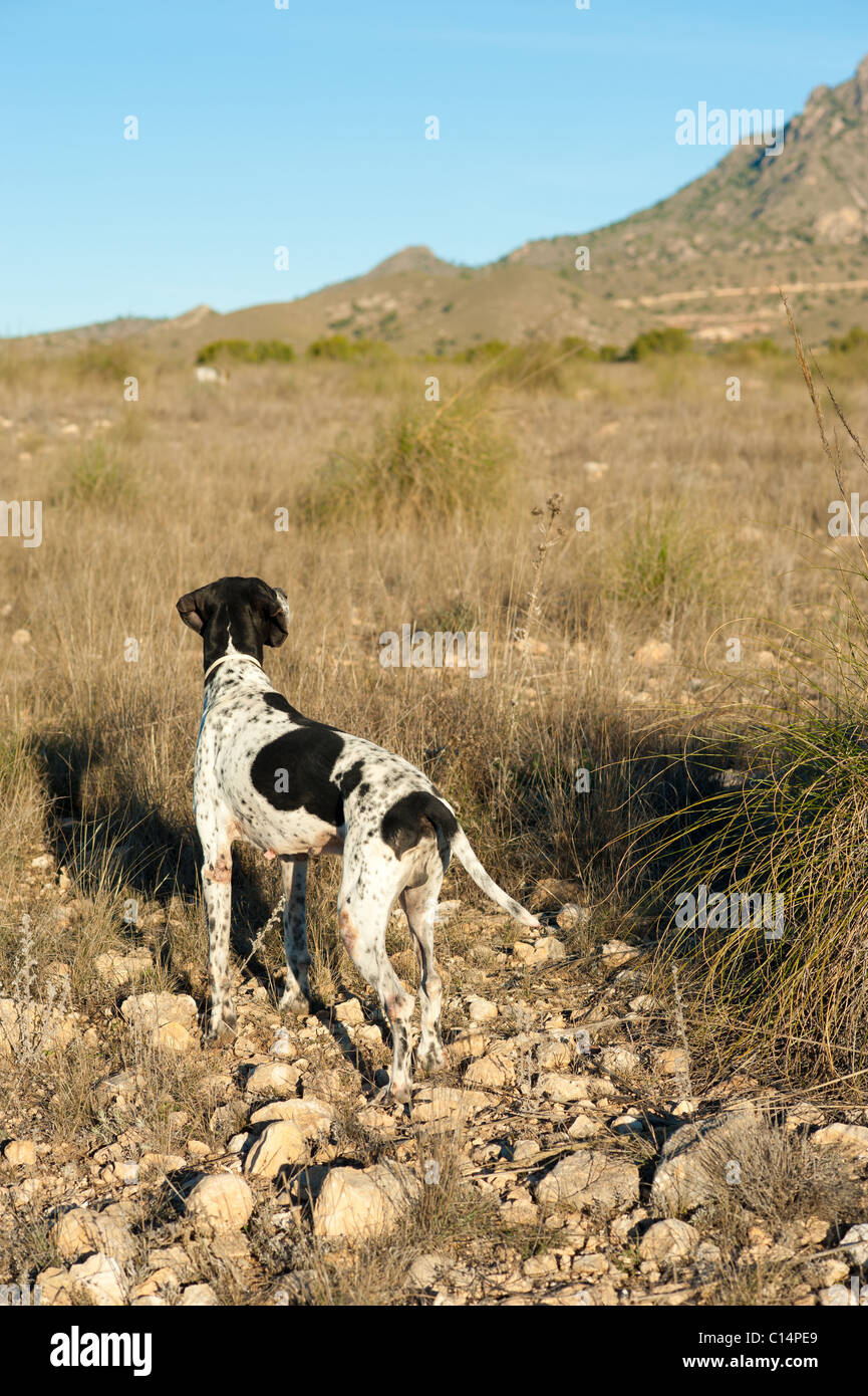 Pointer hunting dog attentively sniffing for quails Stock Photo - Alamy