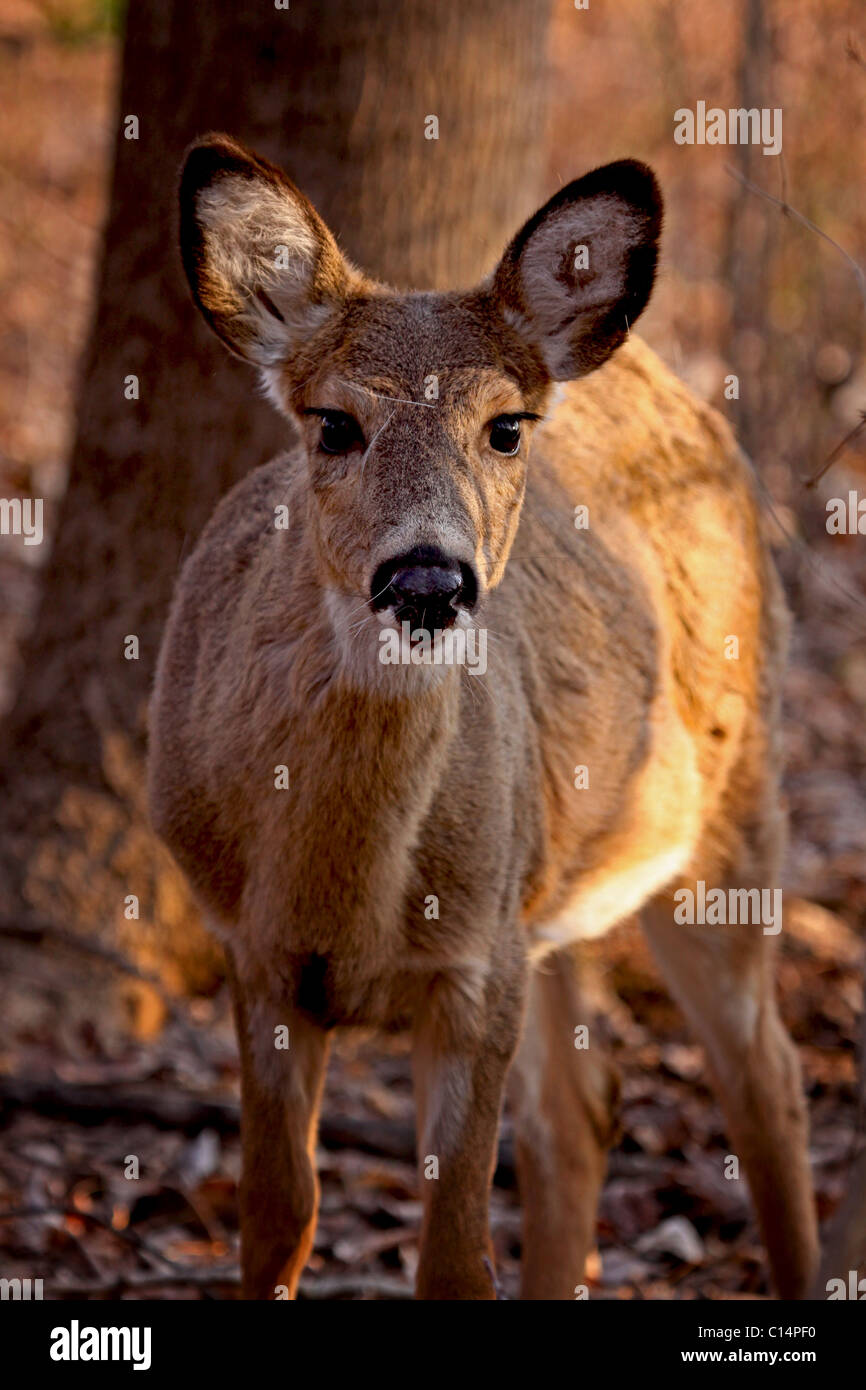 White-tailed Deer at Dawn Stock Photo - Alamy