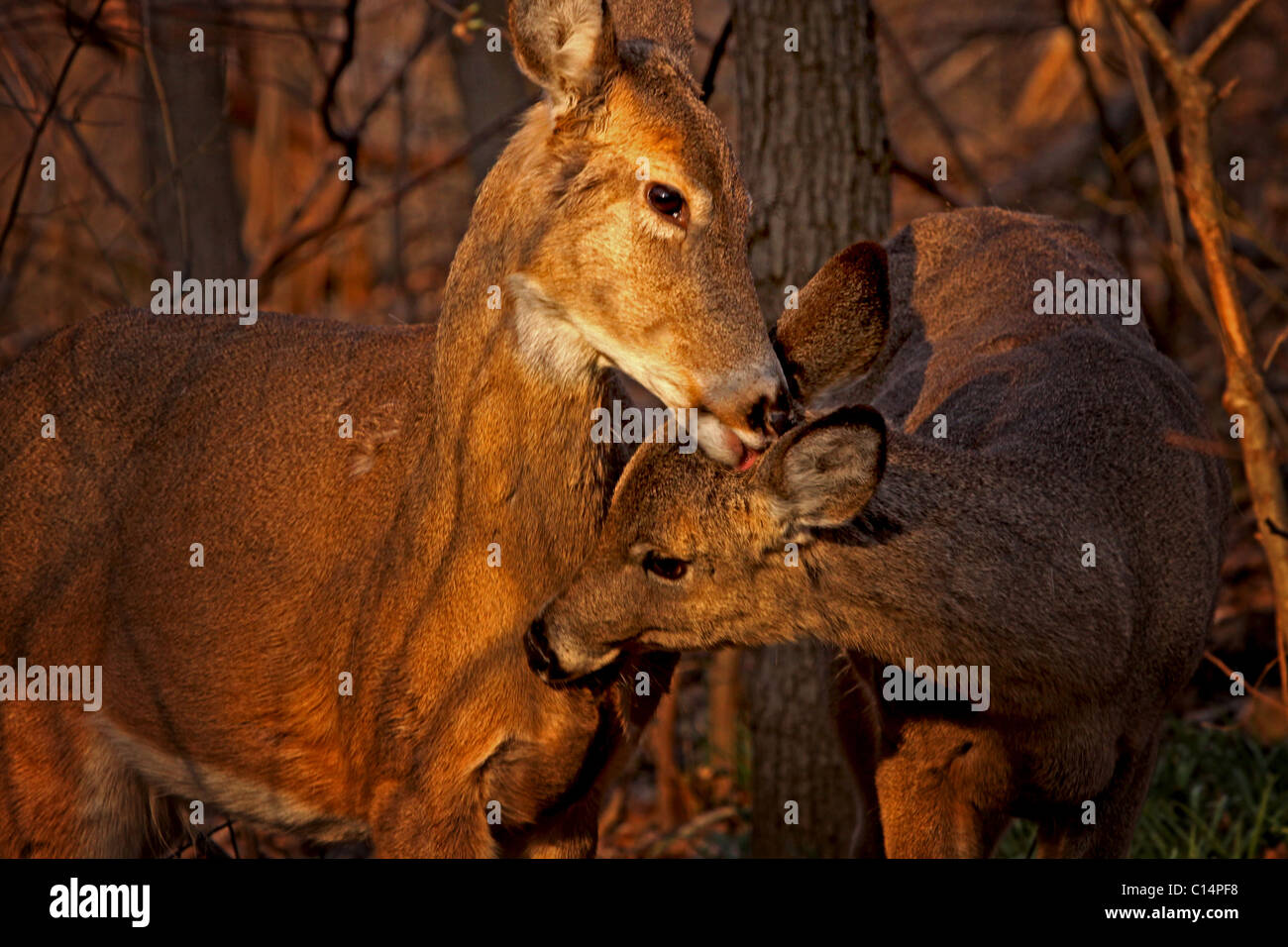 White-tailed Deer at Dawn Stock Photo - Alamy