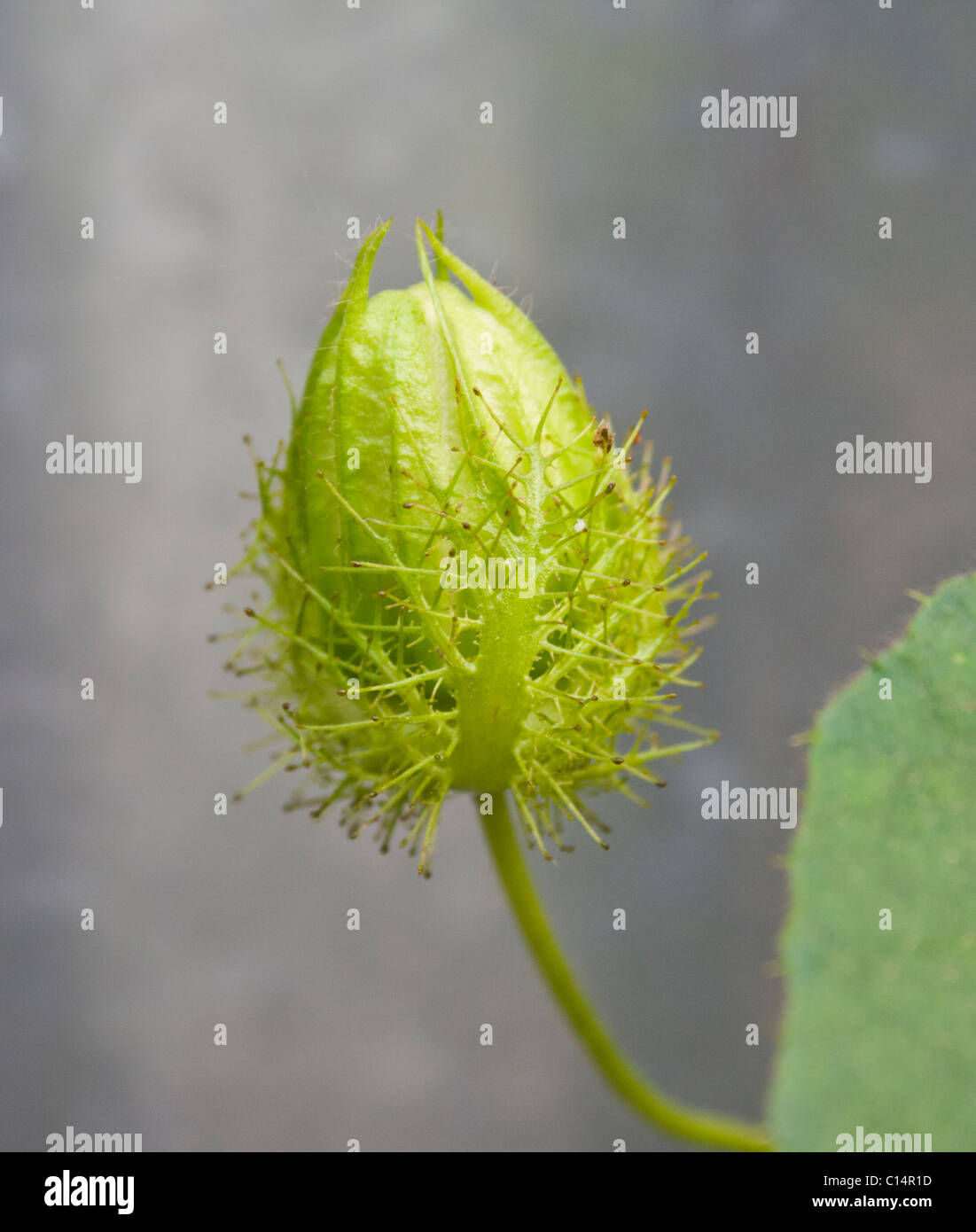 indian roadside thistle on neutral background Stock Photo - Alamy