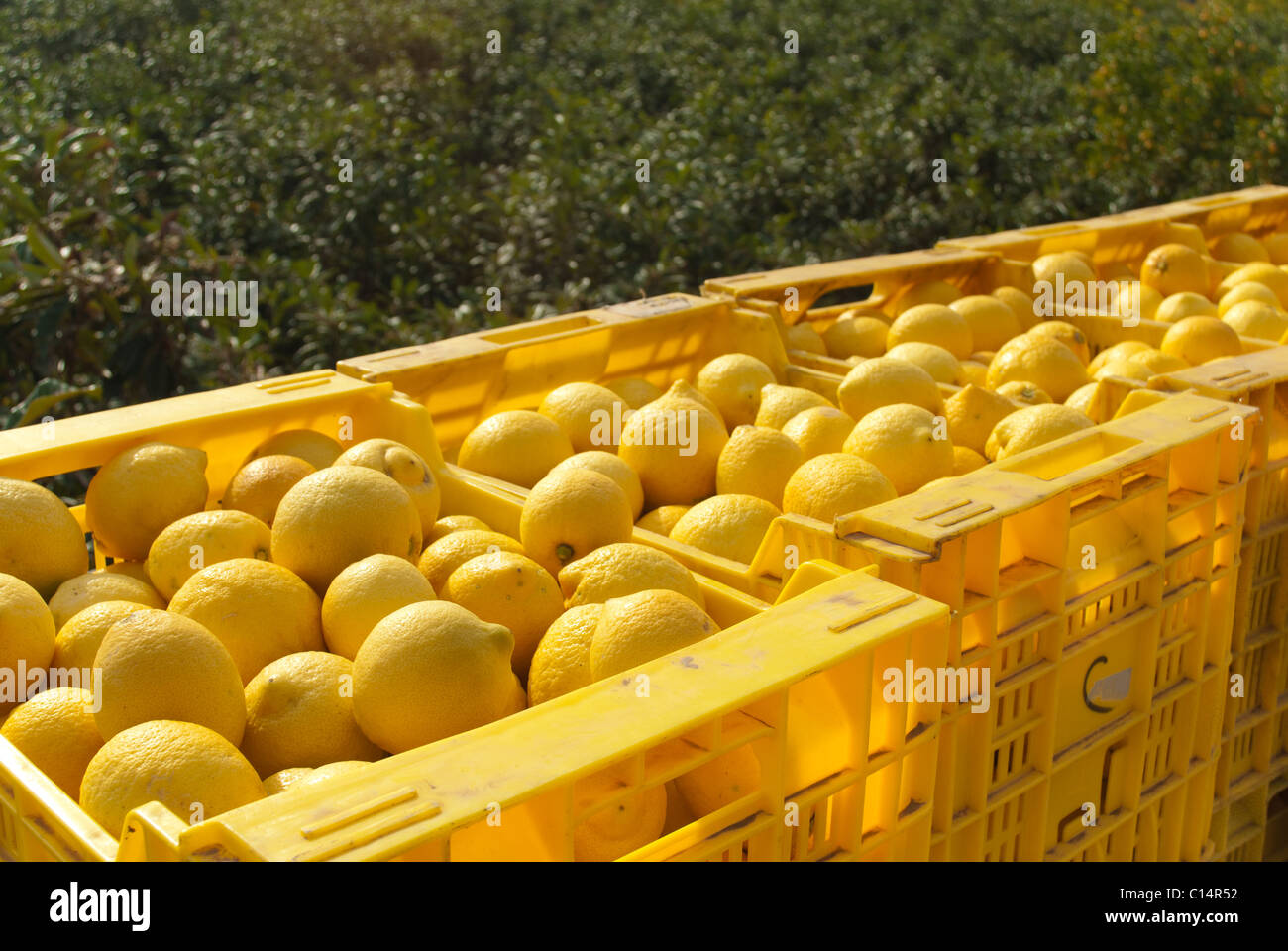 Lemon harvest, freshly picked lemons in crates Stock Photo - Alamy
