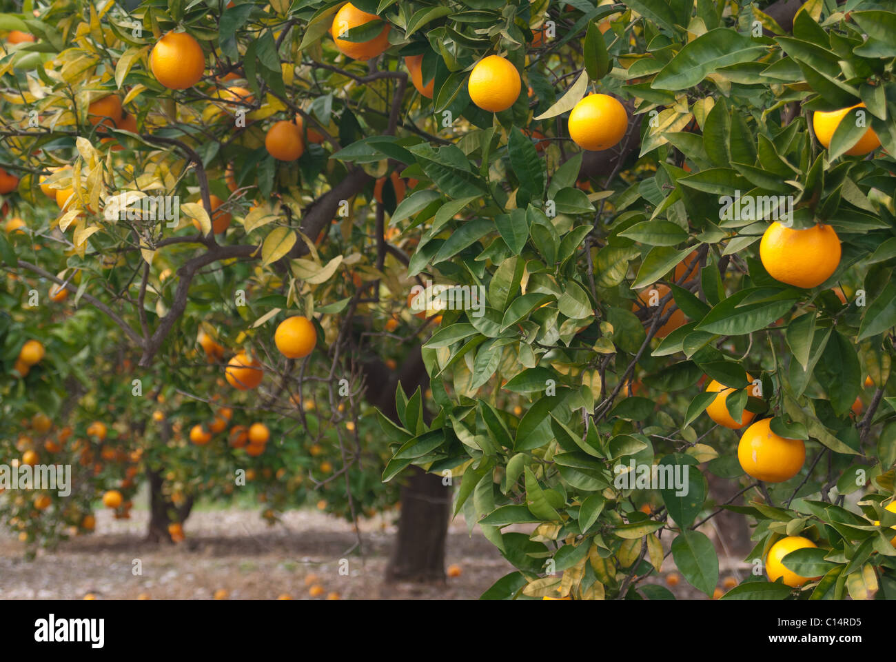 Orange tree loaded with fresh fruit ready to pick Stock Photo - Alamy