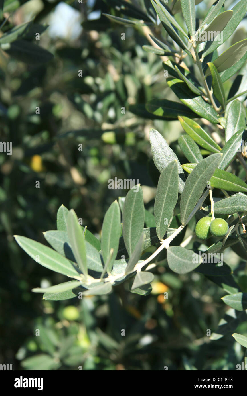 Greece olive branch hi-res stock photography and images - Alamy