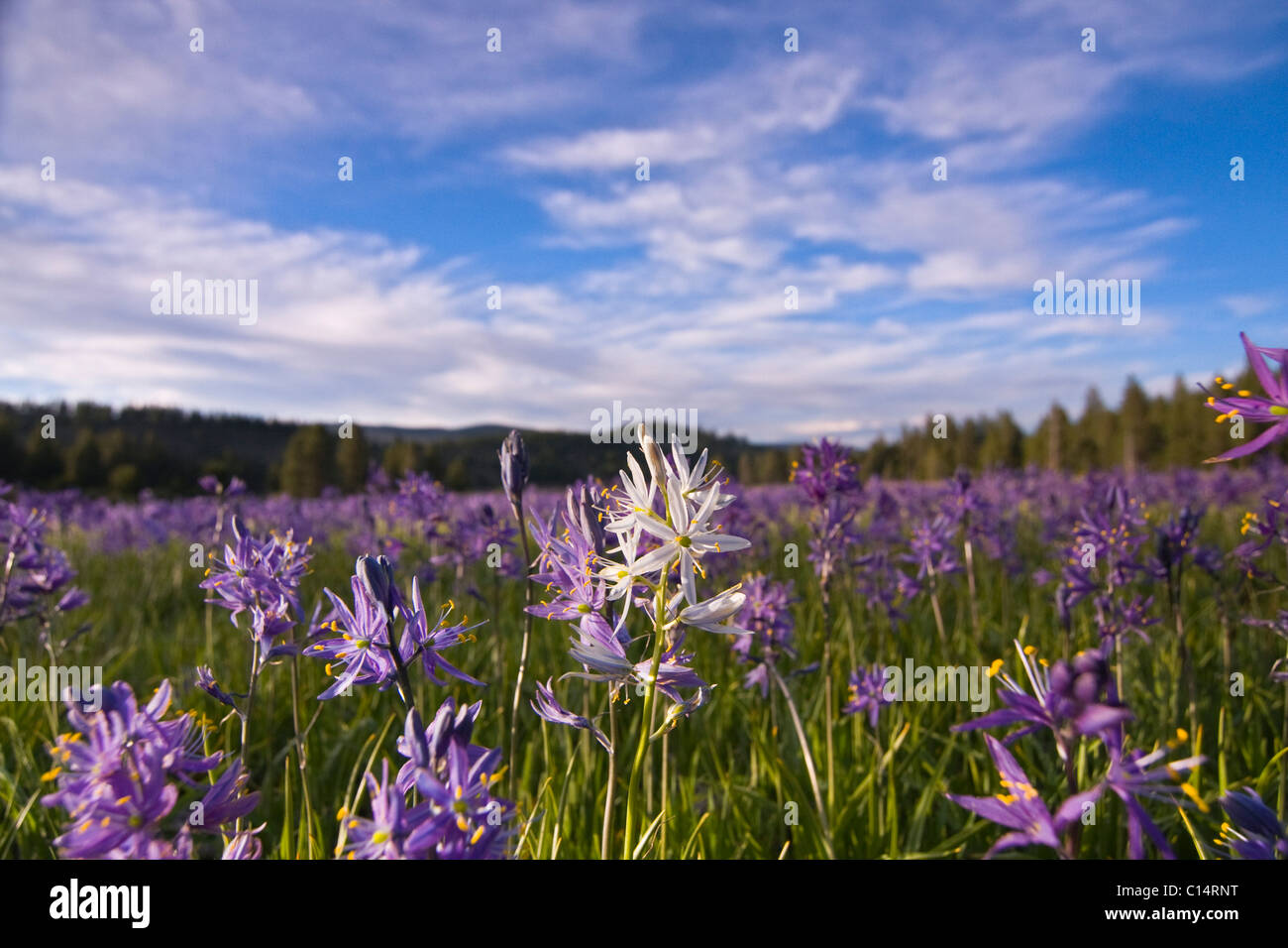 A single white Camas Lily flower in a field of purple flowers at ...