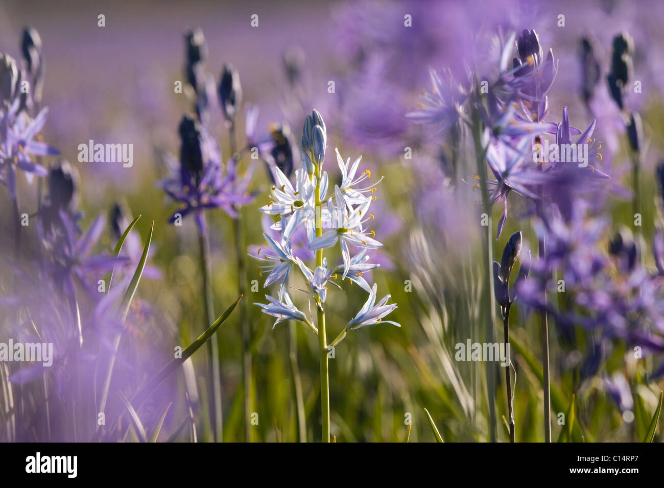 White Camas High Resolution Stock Photography and Images - Alamy