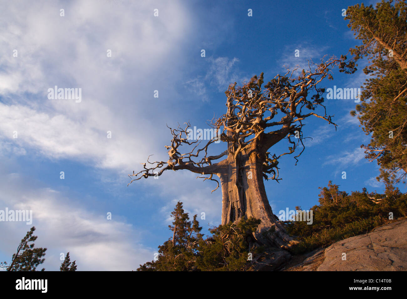 Weathered Tree High Resolution Stock Photography and Images - Alamy