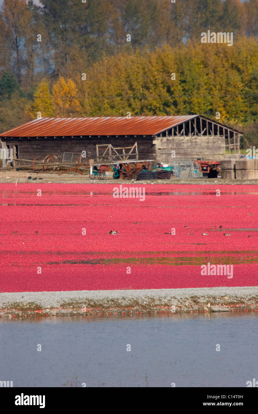 Cranberry fields hi-res stock photography and images - Alamy