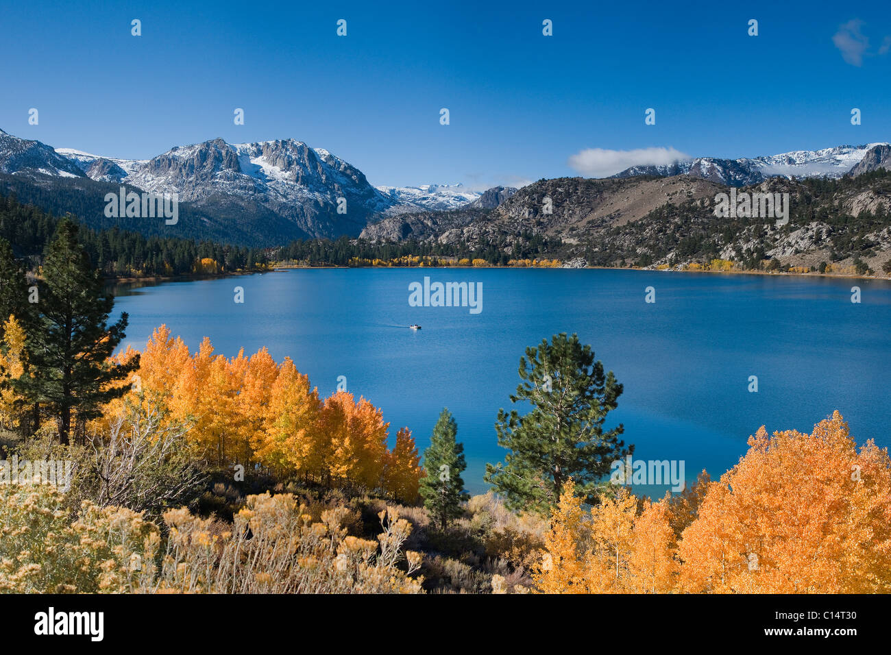 Yellow fall aspen trees with snowy mountians and June Lake in the ...