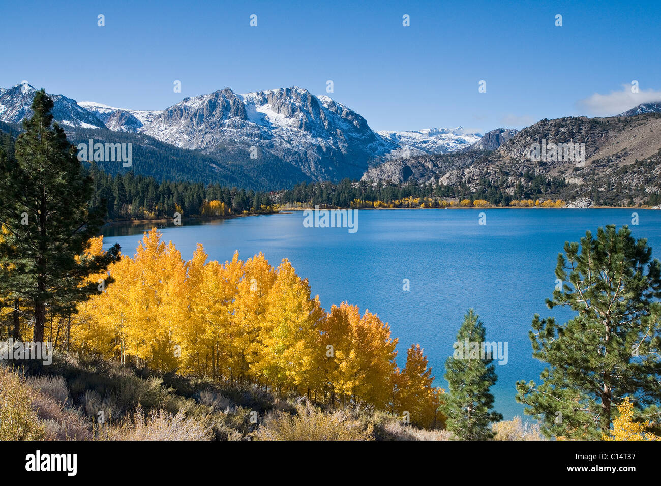Yellow fall aspen trees with snowy mountians and June Lake in the ...