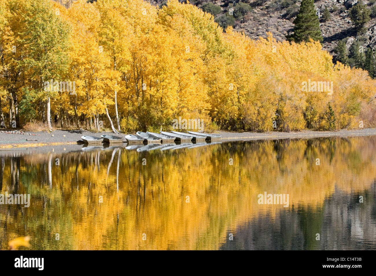 Row of aspen trees hi-res stock photography and images - Alamy
