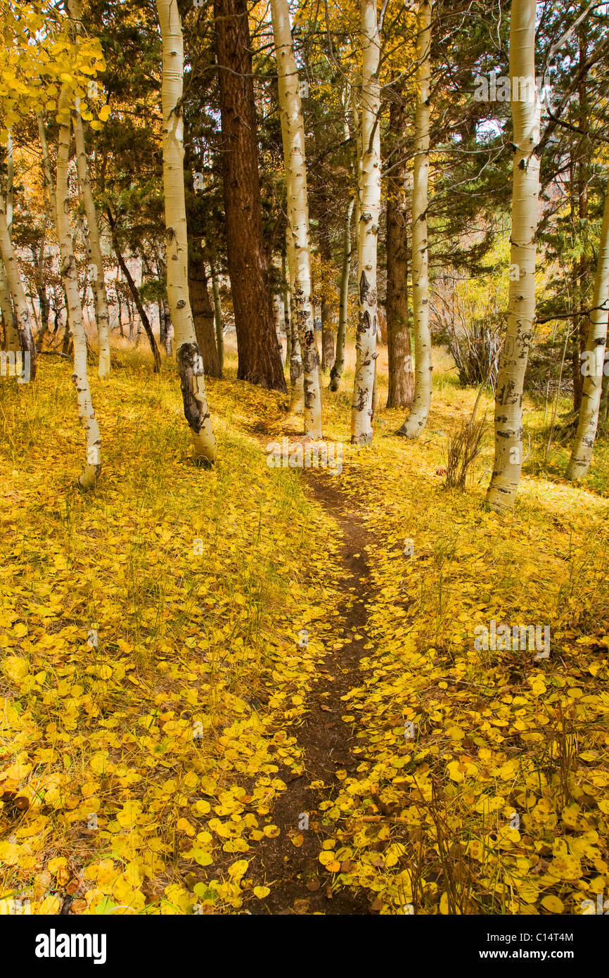 A path or hiking trail covered with yellow autumn aspen leaves in the ...
