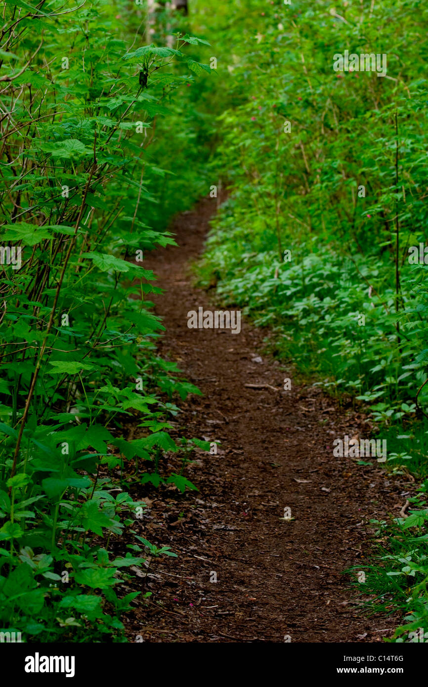 Small forest trail leading through hi-res stock photography and images ...
