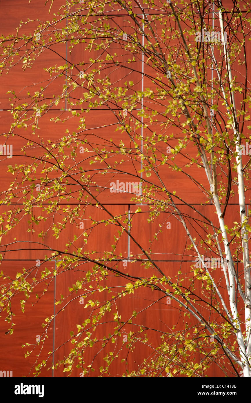 an ash tree in front of a modern red building Stock Photo - Alamy
