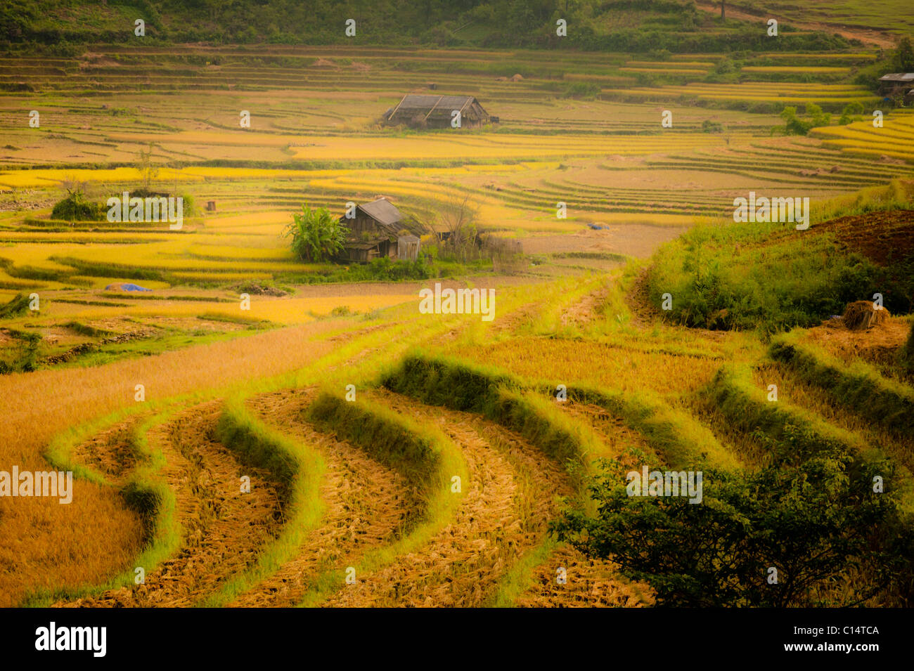 Small hut in rice paddies. Sapa, Vietnam Stock Photo - Alamy