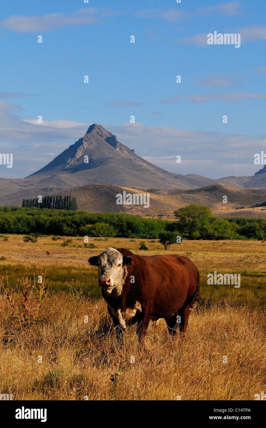 Bull in Patagonia Stock Photo - Alamy