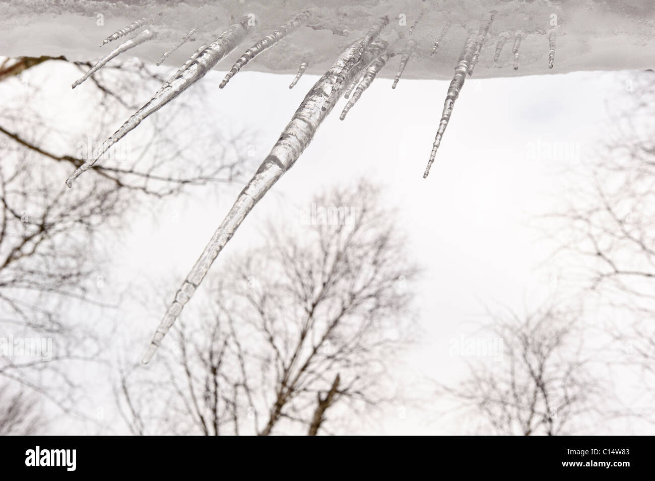 Icicles and trees, Sweden Stock Photo - Alamy