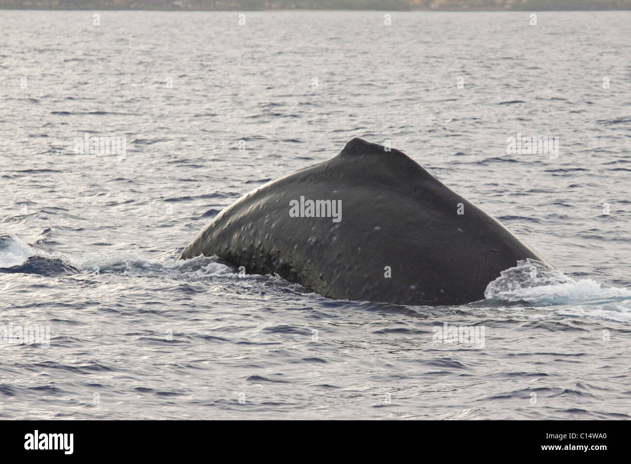 Arched back and small dorsal fin of Humpback Whale off the west coast ...