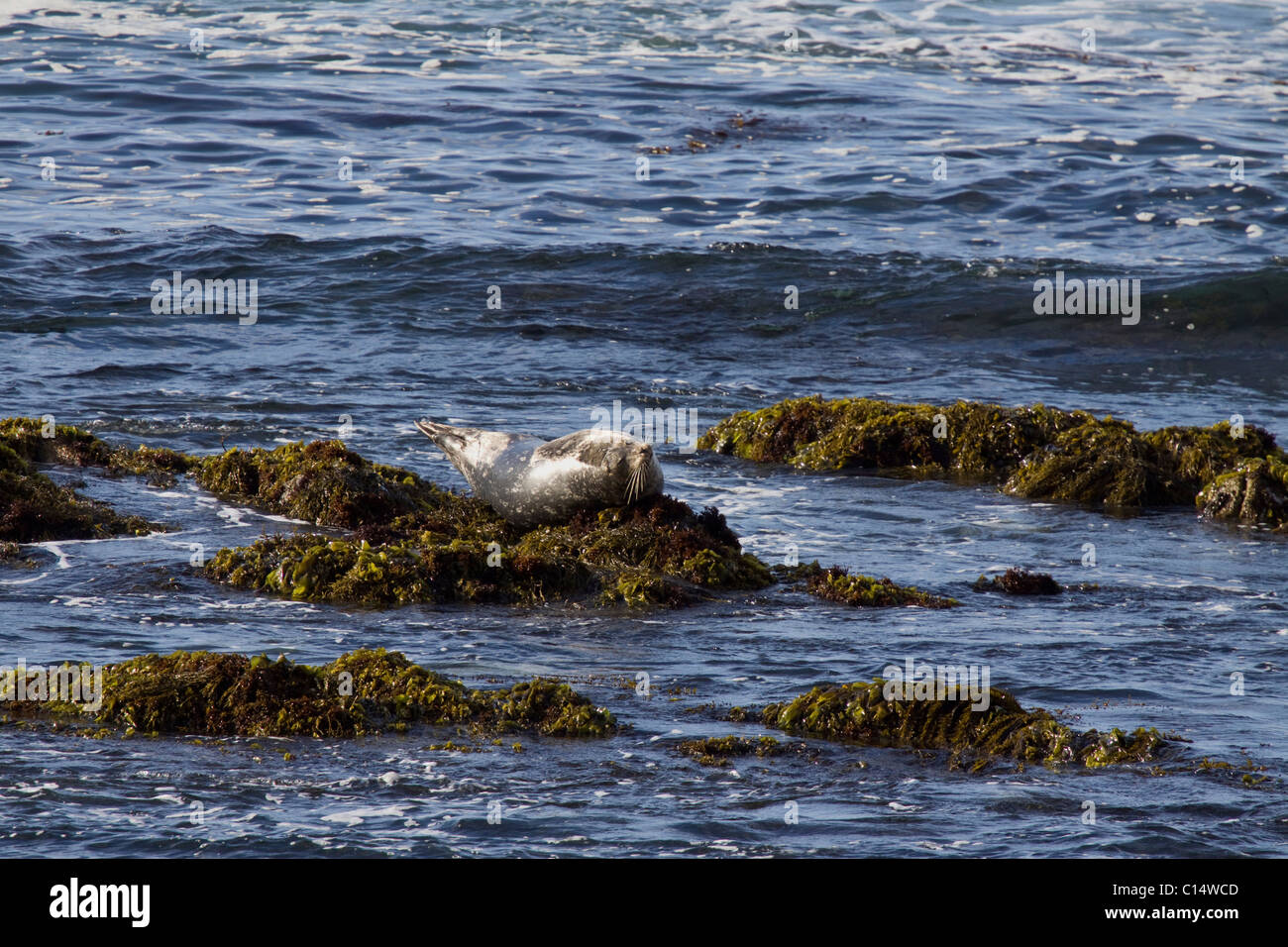 Seal resting on rocks and washed up kelp along the 17 mile drive ...