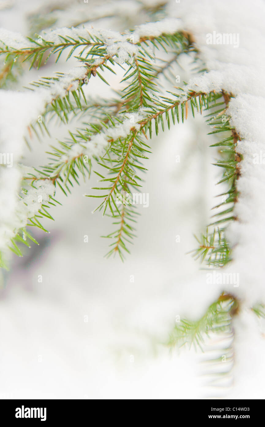 Fir branches covered with snow, Sweden Stock Photo - Alamy