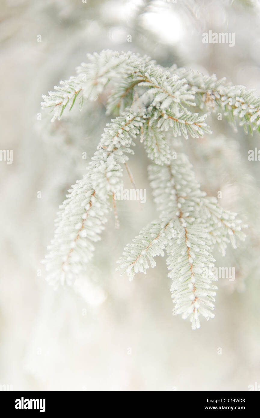Frosted fir branches close up hi-res stock photography and images - Alamy