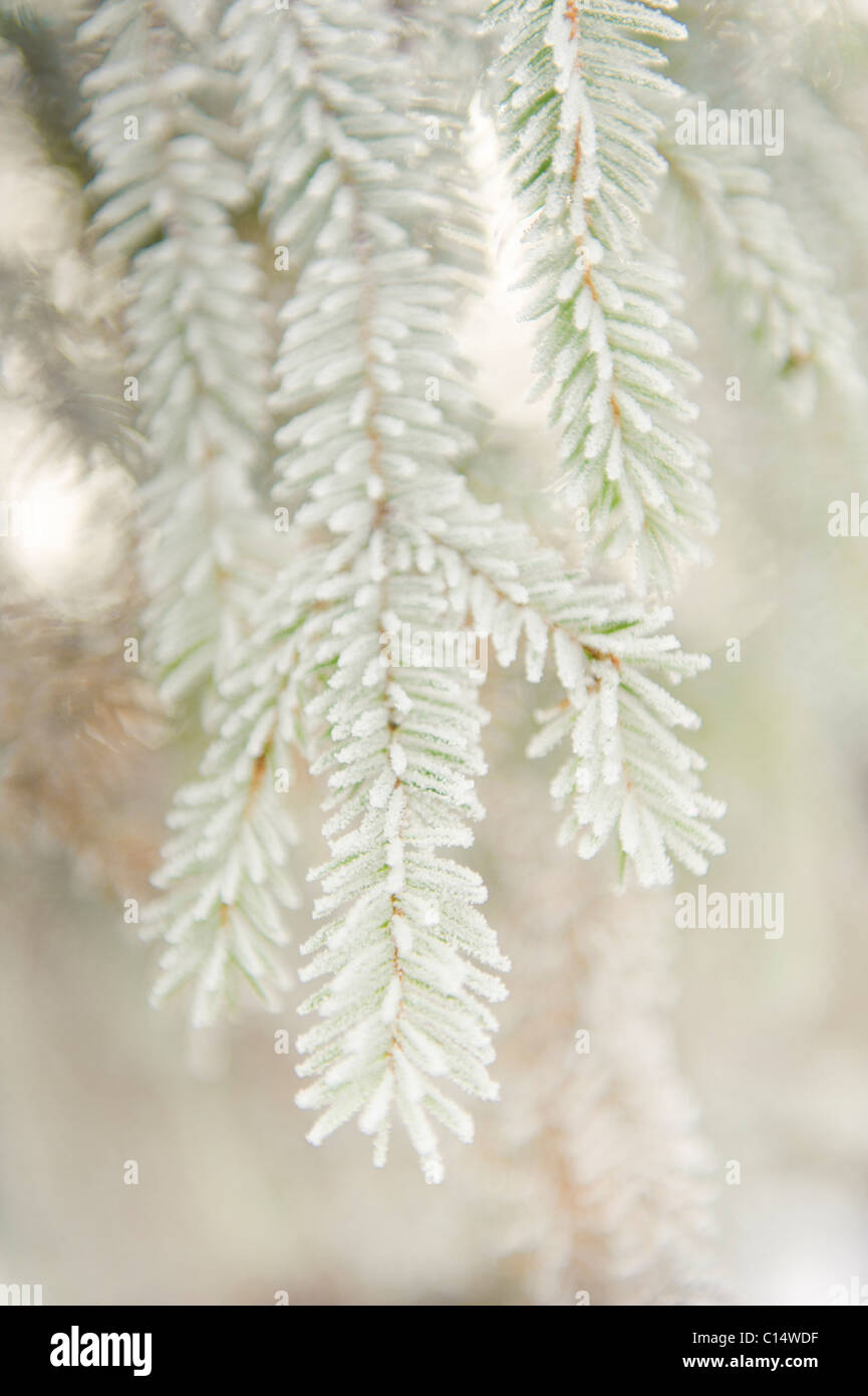 Frosted fir branches close up hi-res stock photography and images - Alamy