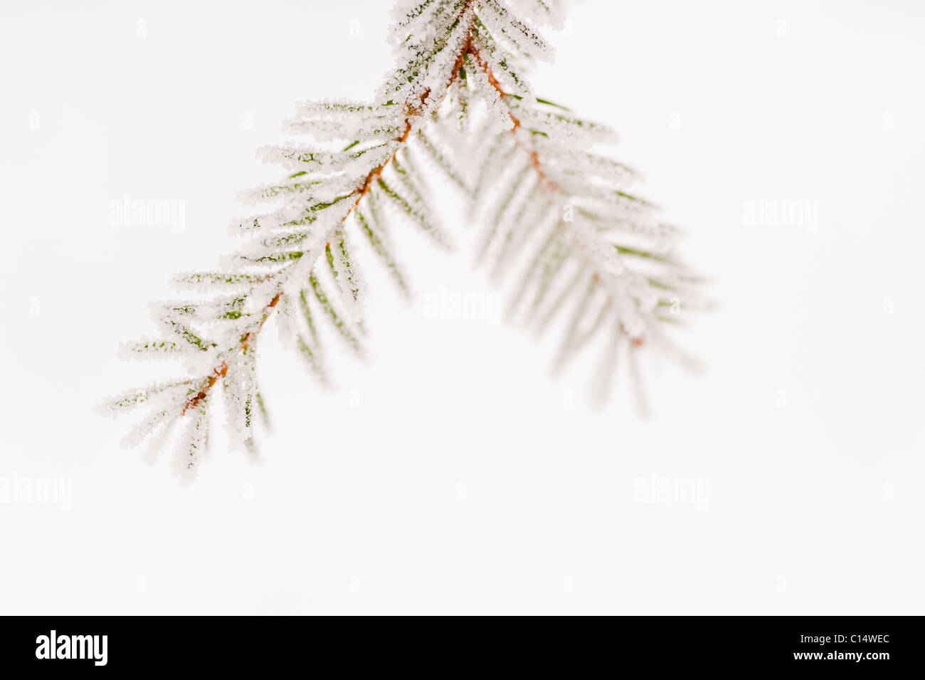 Frosty conifers hi-res stock photography and images - Alamy