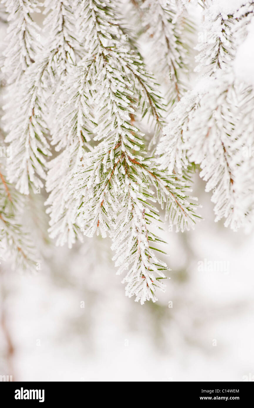 Frosted fir branches close up hi-res stock photography and images - Alamy