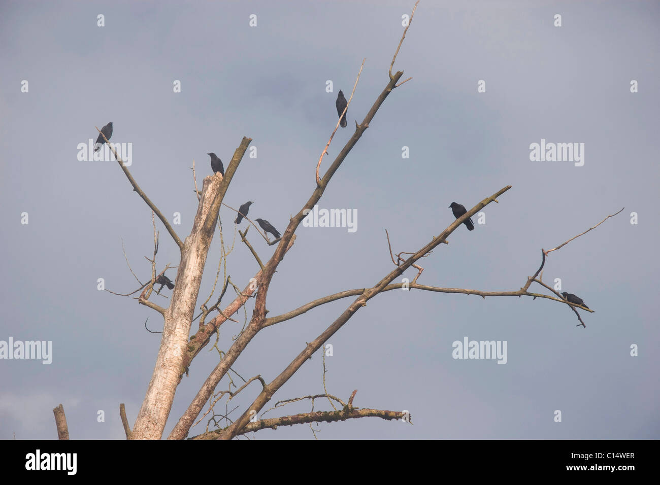 Dead american crow hi-res stock photography and images - Alamy