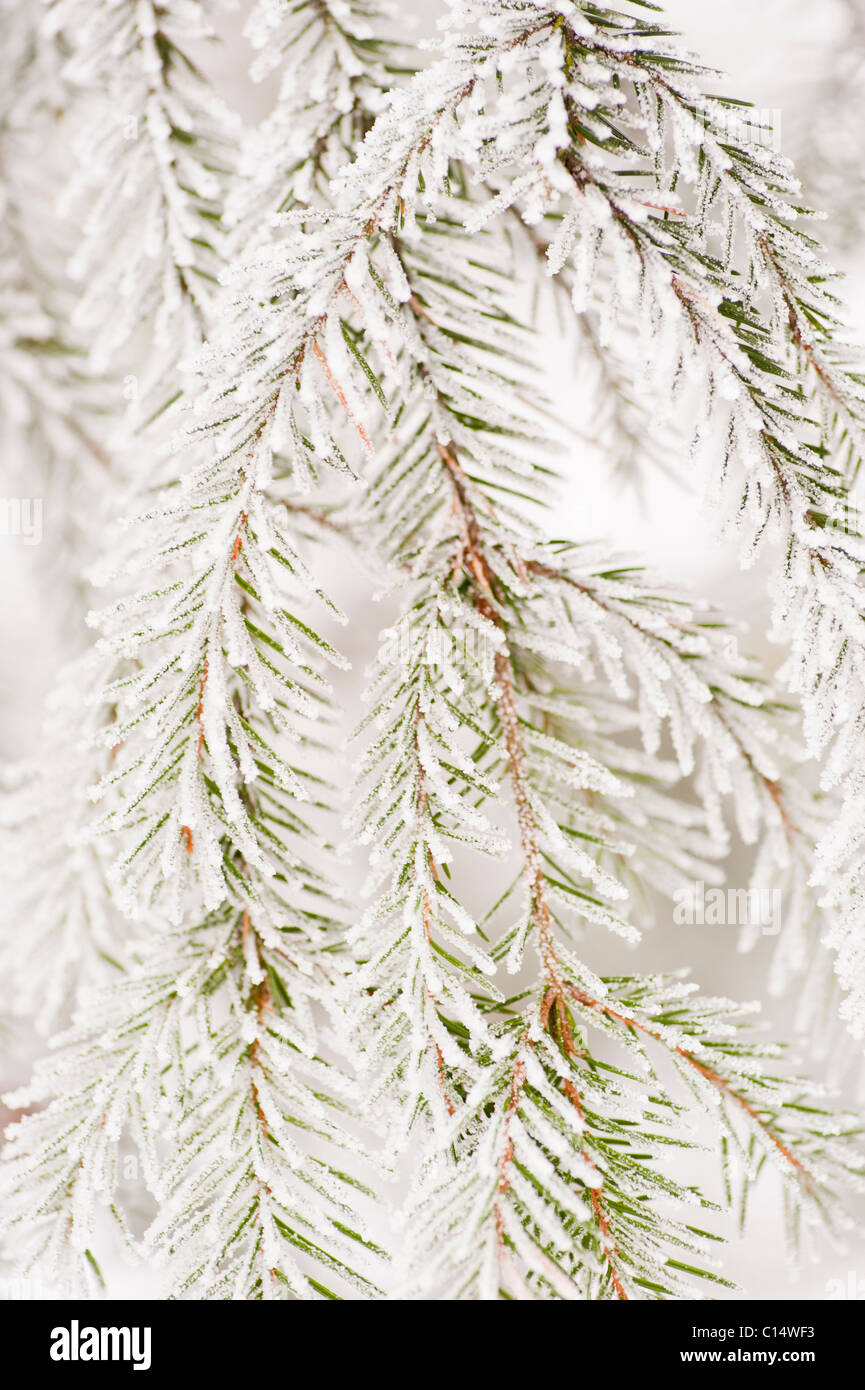 Frosty Fir branches, Sweden Stock Photo - Alamy