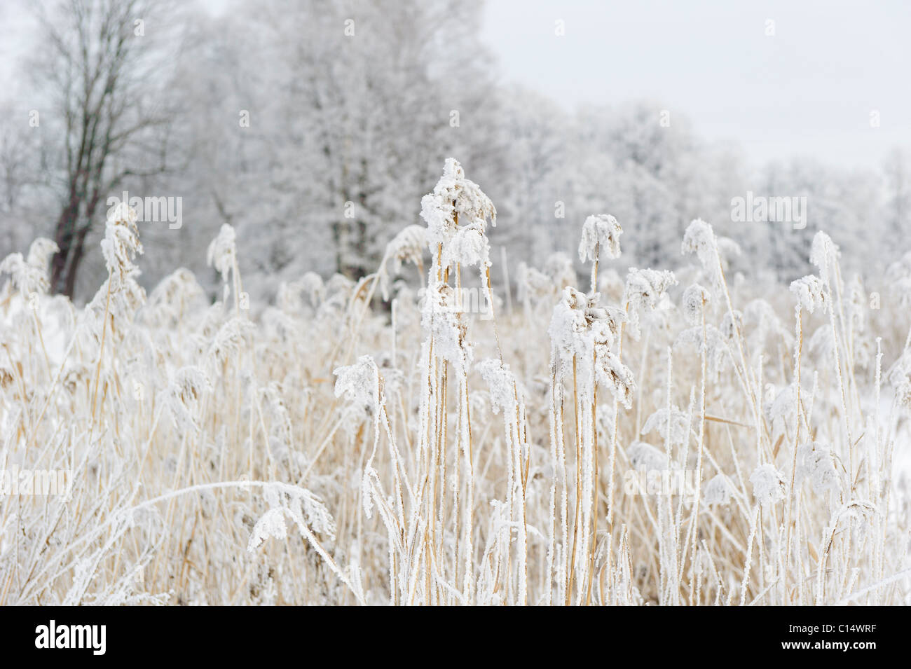 Frosted reeds hi-res stock photography and images - Alamy