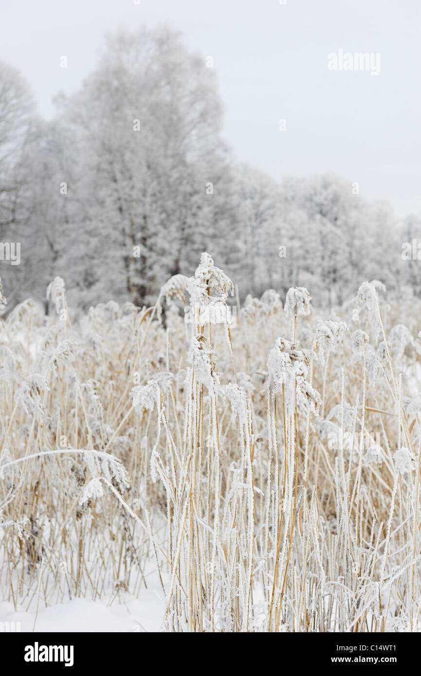 Frosted reeds hi-res stock photography and images - Alamy