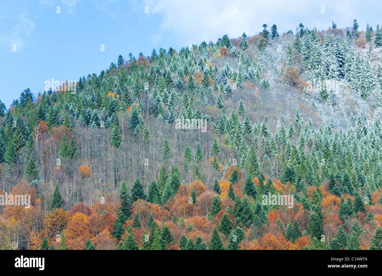 Sunny autumn mountain forest and first autumn frost on trees top (on ...