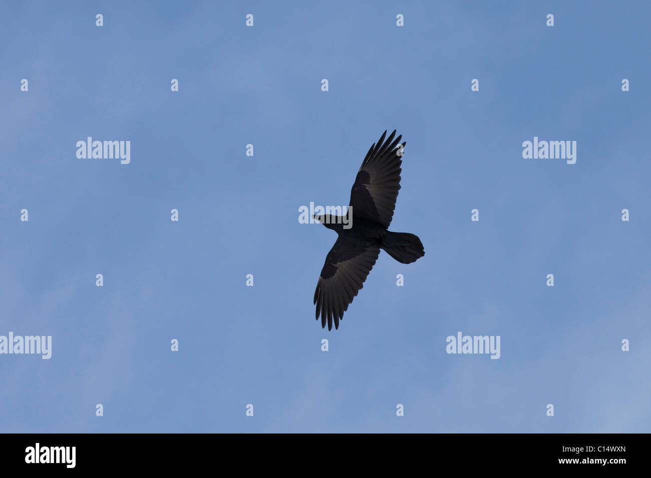 A Common raven (Corvus corax) flying overhead with a blue sky as ...