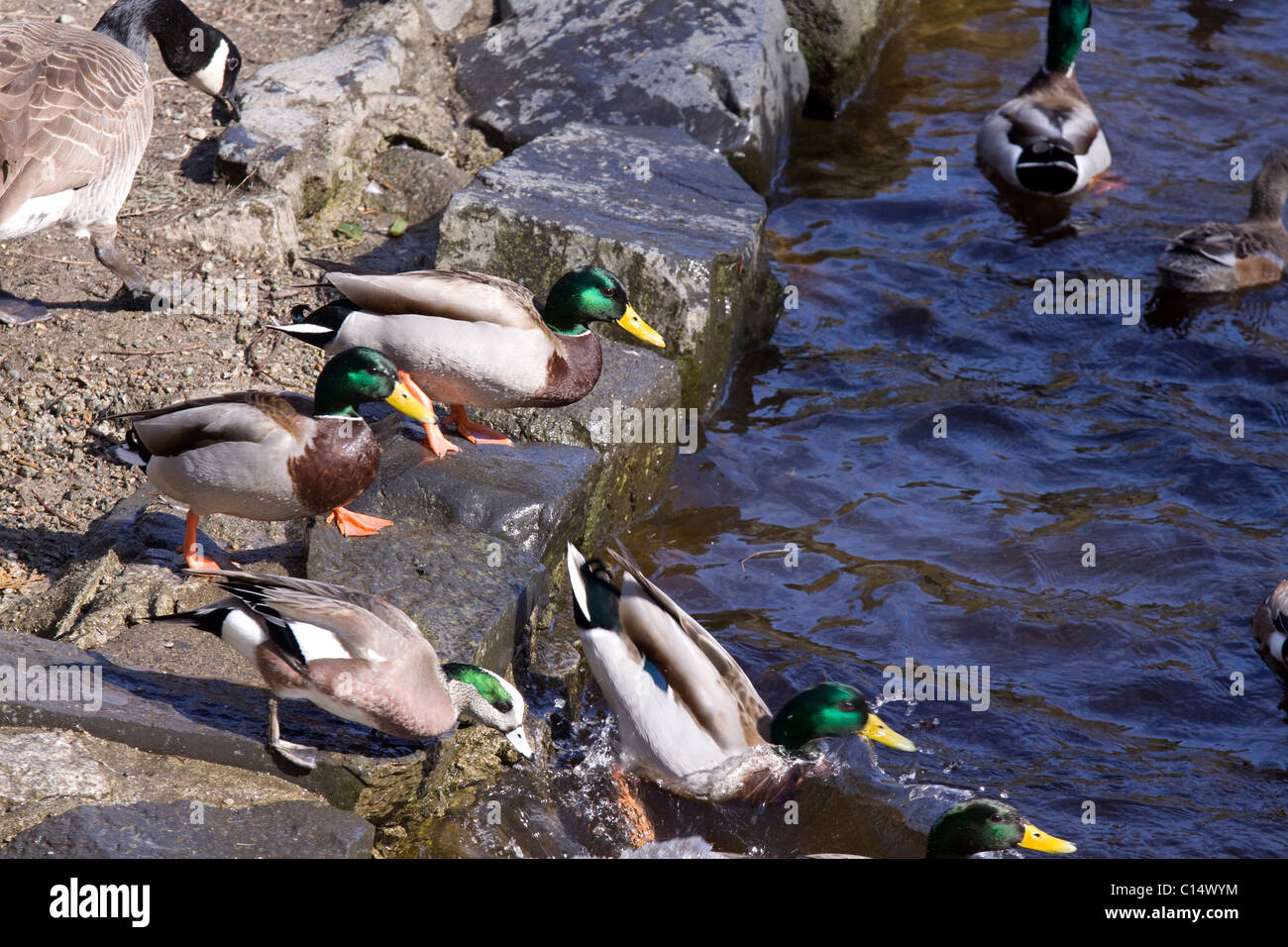 Everybody in. Various ducks and geese jumping into water at Stanley ...