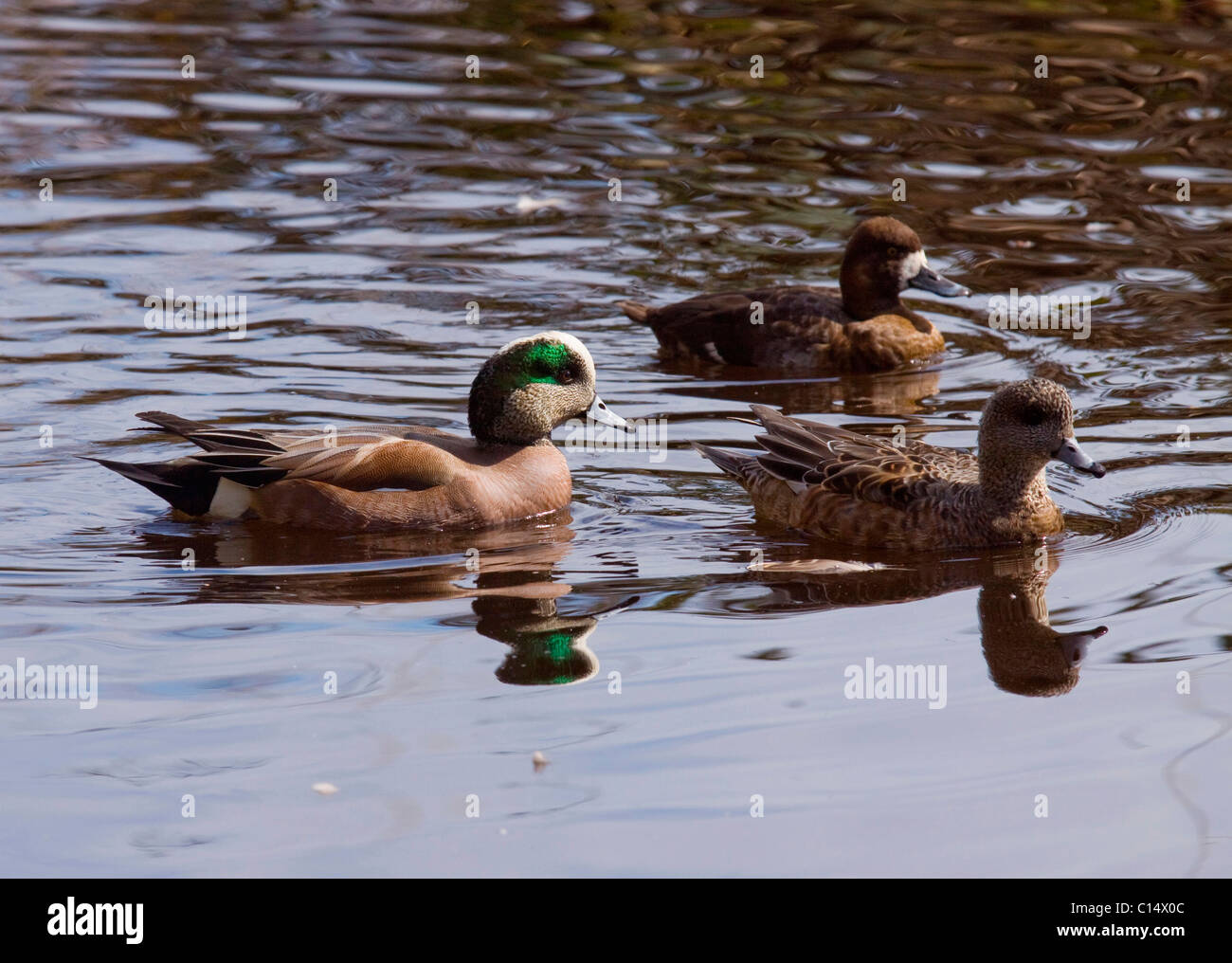 Pair of American Wigeons with Greater Scaup female behind. Stanley Park ...