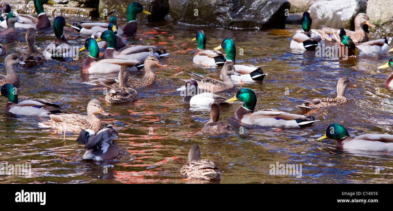 Mostly Mallards, with a few Greater Scaups and American Wigeons thrown ...