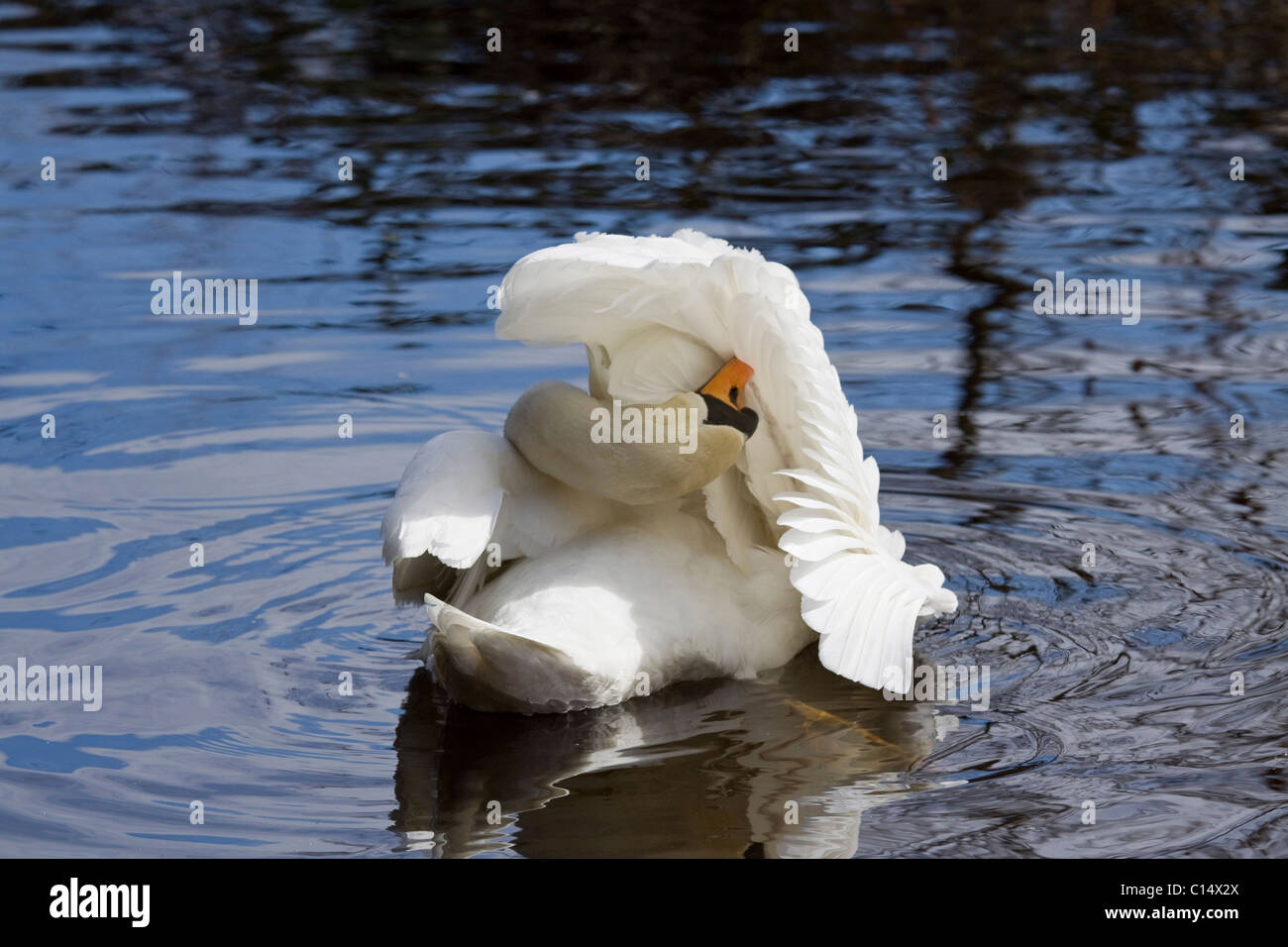 Elegant and graceful Mute Swan with very flexible neck. Stanley Park ...