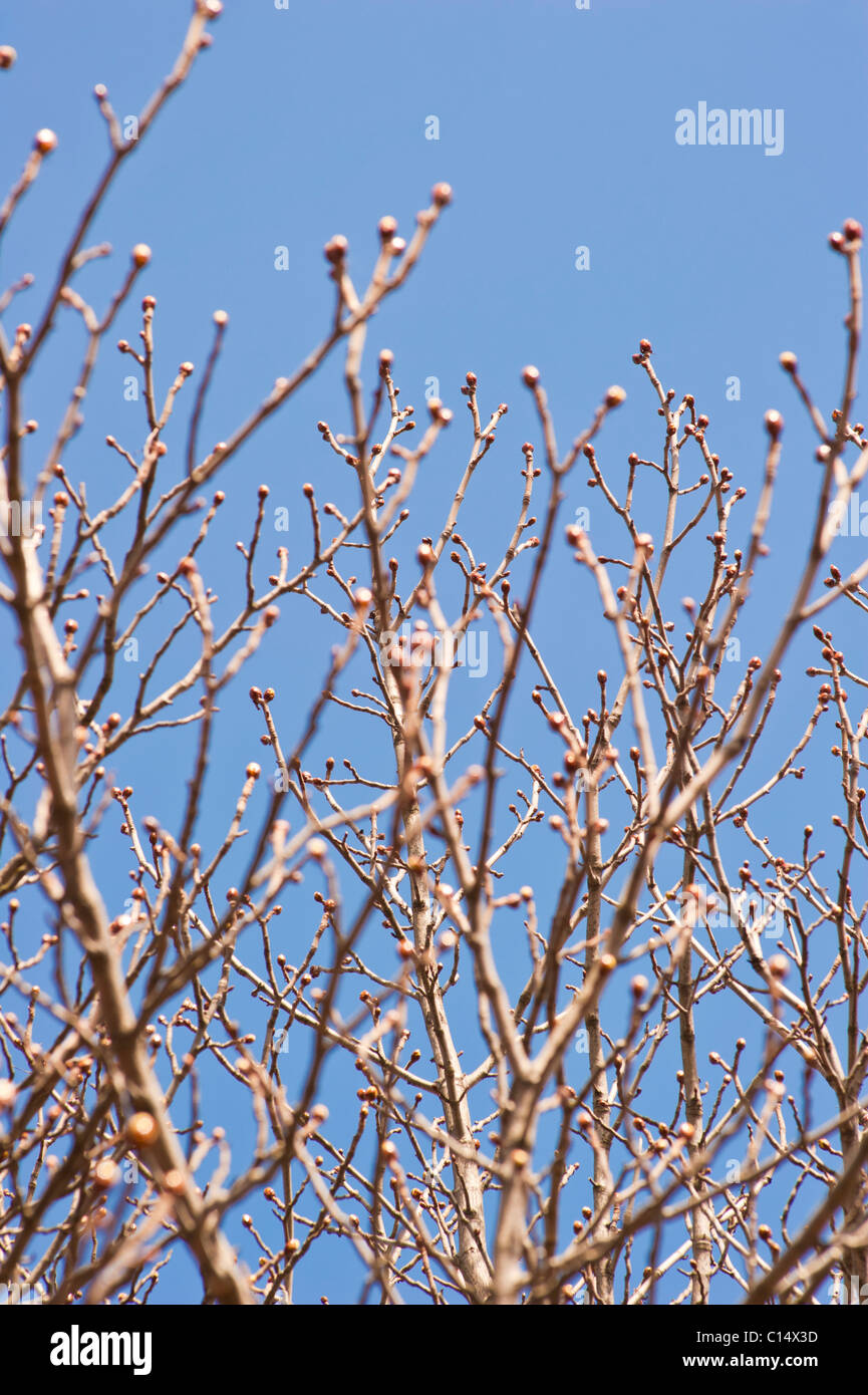 Tree with buds and blue sky, Sweden Stock Photo - Alamy