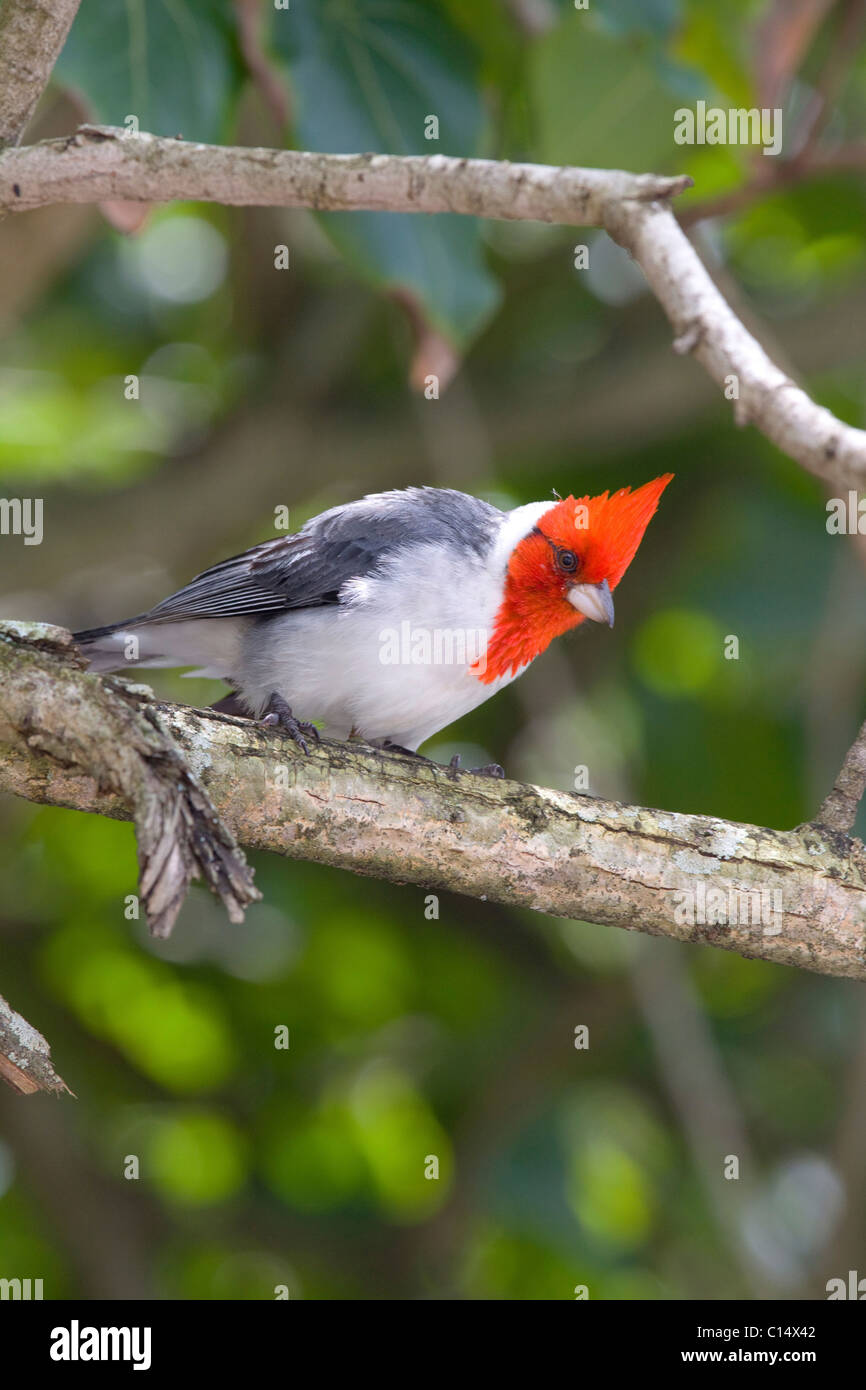 Hawaiian cardinal hi-res stock photography and images - Alamy